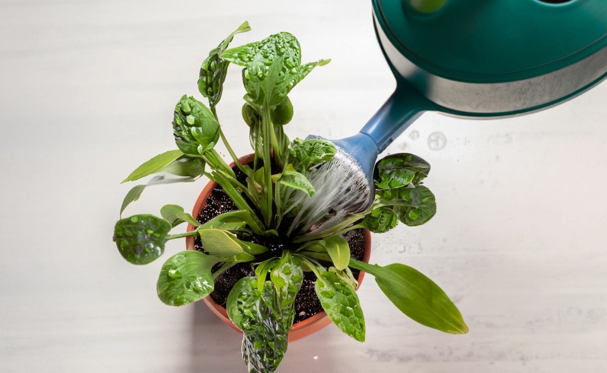How to Determine the Ideal Watering Frequency for Your Indoor Plants ...