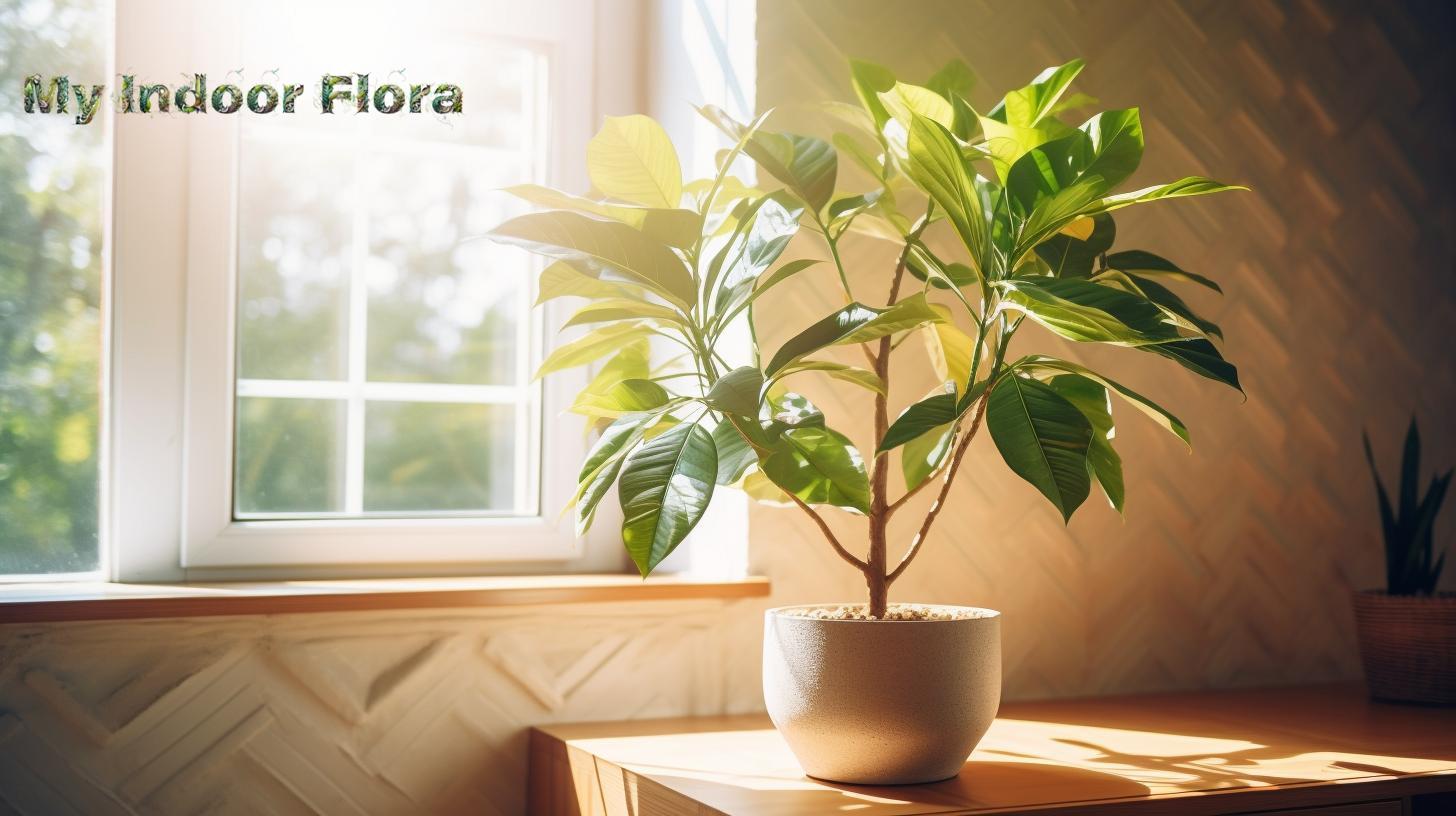 How to Create a Microclimate for Your Houseplants: A Step-by-Step Guide ...