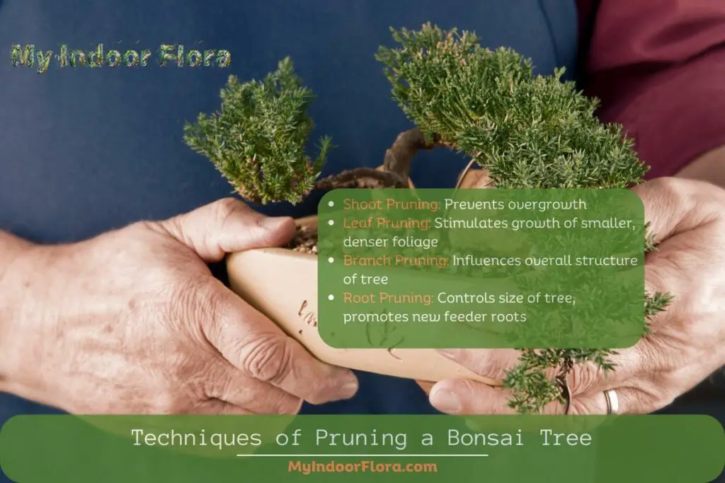 How to Prune Indoor Bonsai Trees: [5 Easy-To-Follow Steps] – My Indoor Flora