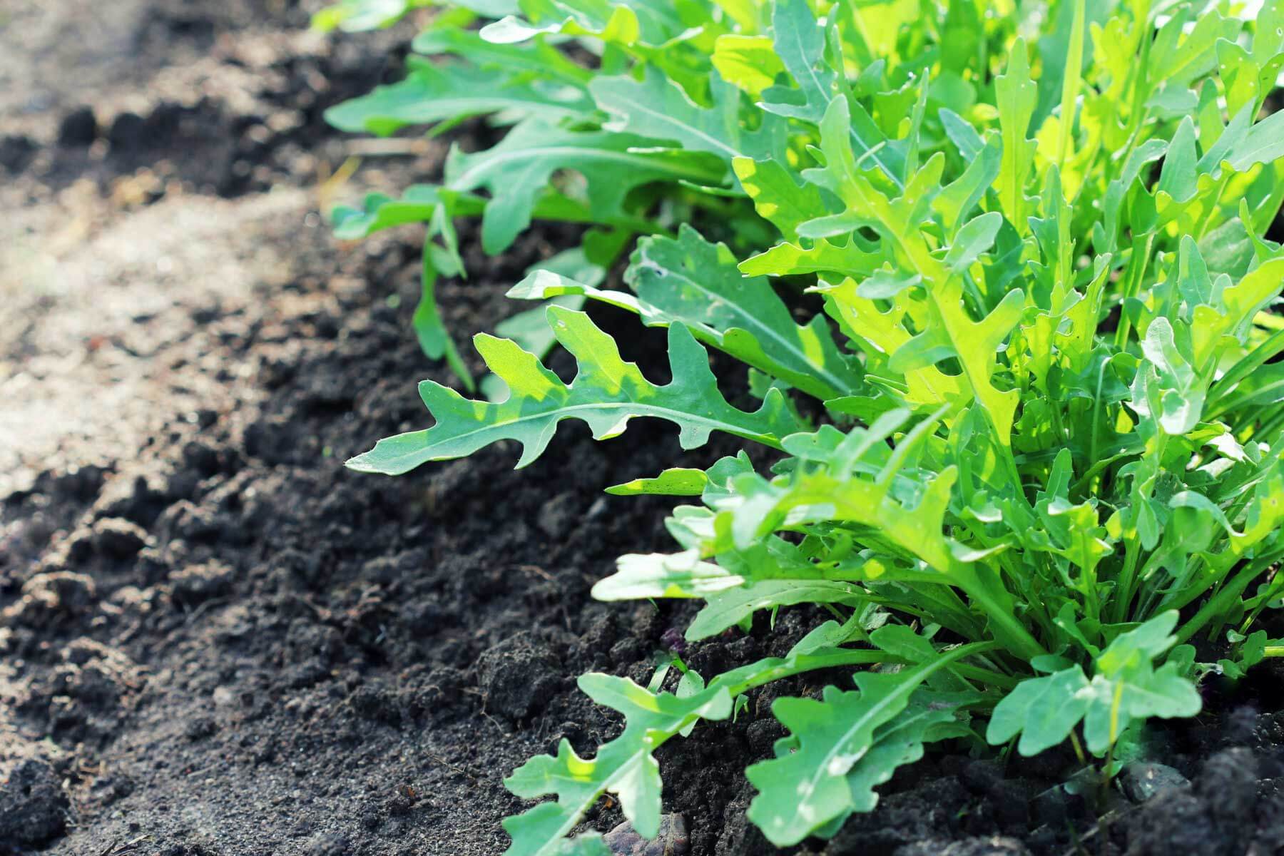 How To Grow Arugula: Expert Tips For Lush, Flavorful Greens