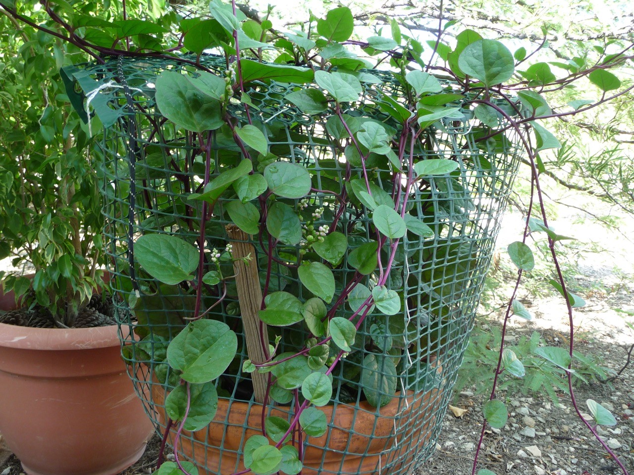 How to Grow Malabar Spinach: Expert Tips for Thriving Plants – My ...