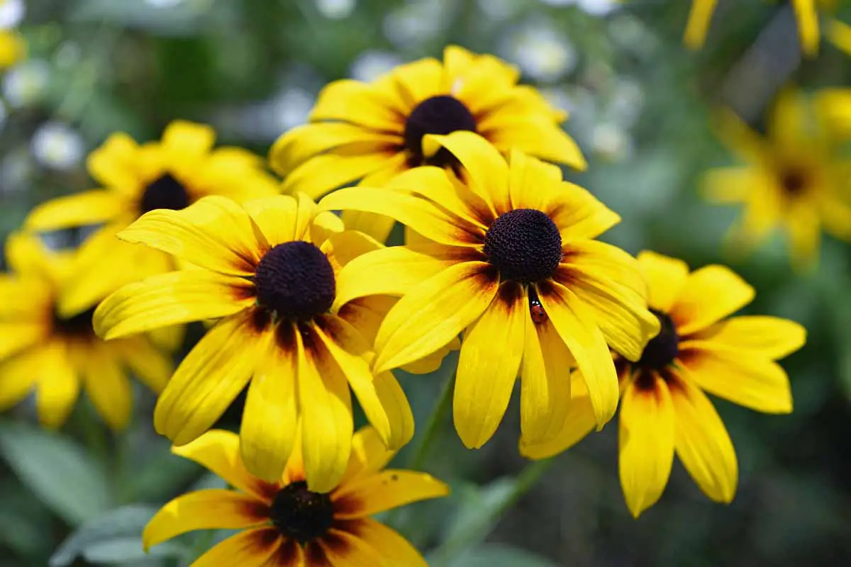 How To Grow Rudbeckia: Black-Eyed Susan Growing Tips For Success