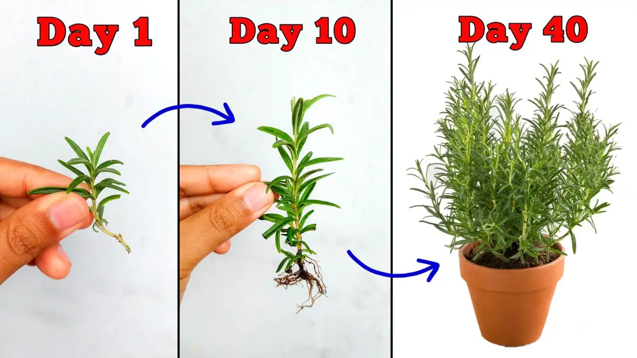 How To Propagate Rosemary From Cuttings: Step-by-Step Guide